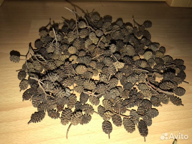 Ольховые шишки 200+ шт