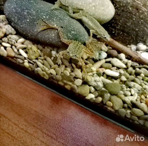 Лягушки и самки петушка