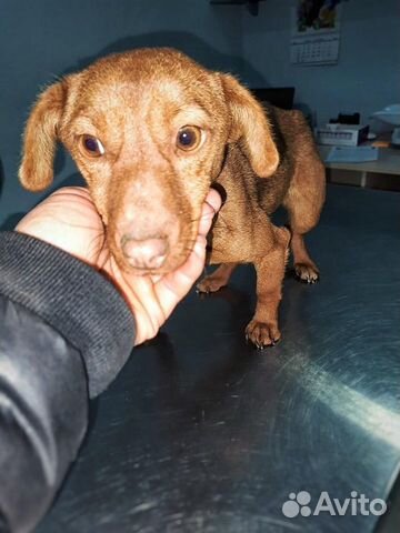 Такса спасаем из Дагестана