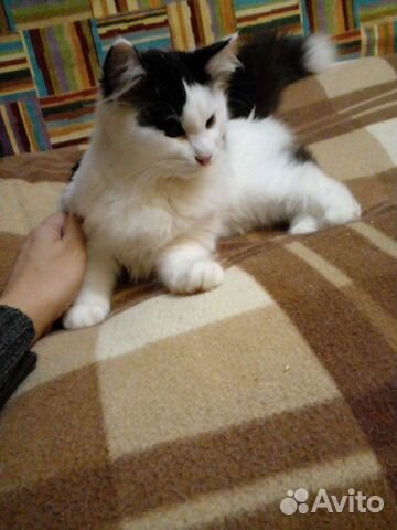 Кошка в дар