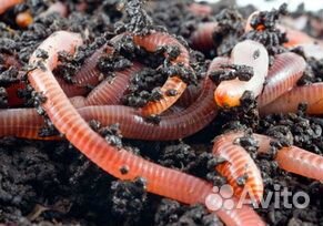 Калифорнийские черви
