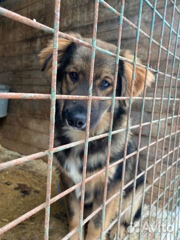 Ласковый и игривый малыш Данте ищет семью