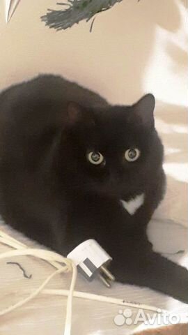 Тихая спокойная кисонька Маруся