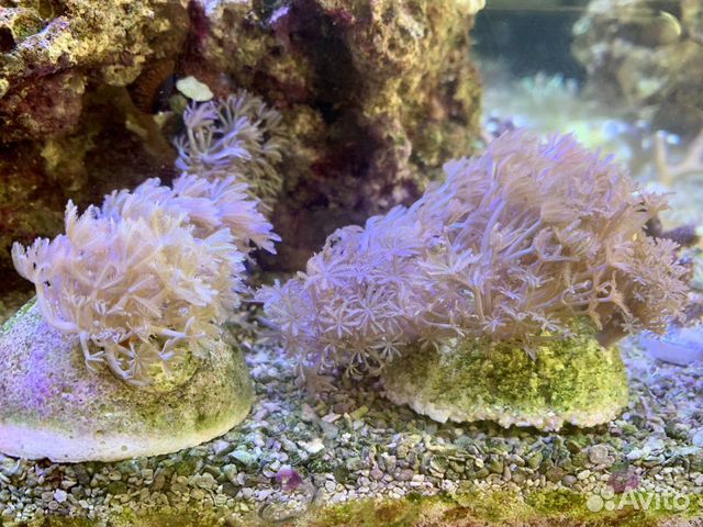 Ксения пульсирующая