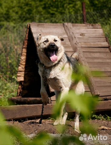 Собака мальчик 2 года