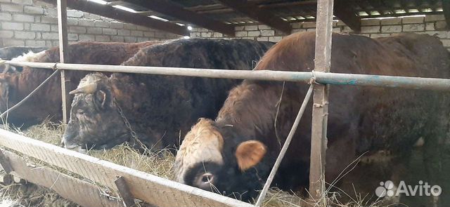 Быки на мясо