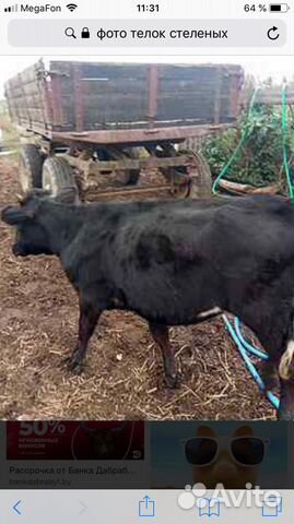 Телки стельные