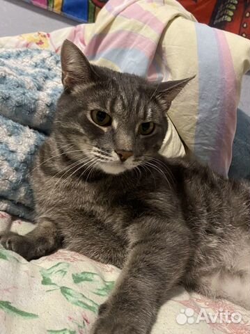 Котик Семён