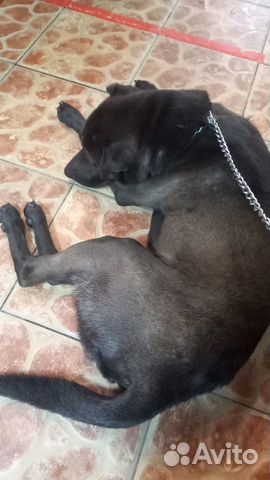 Песик в добрые руки