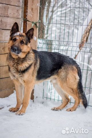 Собака в добрые руки овчарка