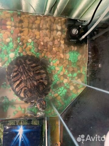 Красноухая черепаха бесплатно