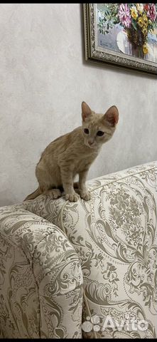 Кошка