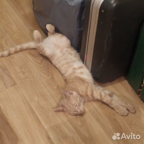 Котик в дар