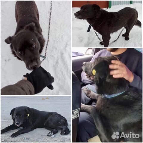 Балу - отличный охранник