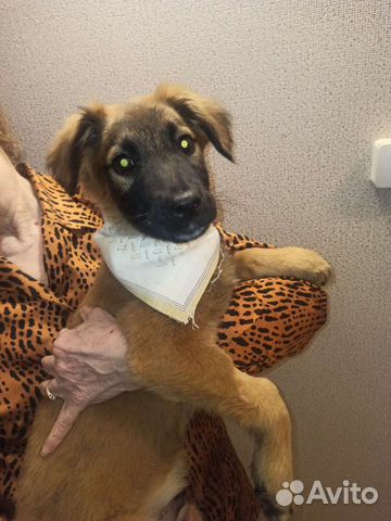 Щенок в добрые руки