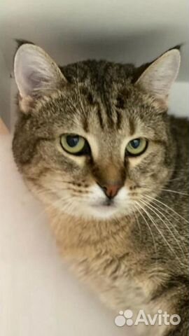 Европейская рысь