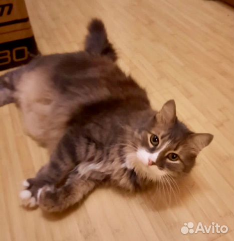 Котик Маркиз ласковым счастьем в Ваш Дом)