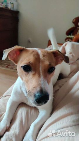 Вязка джек Рассел терьер