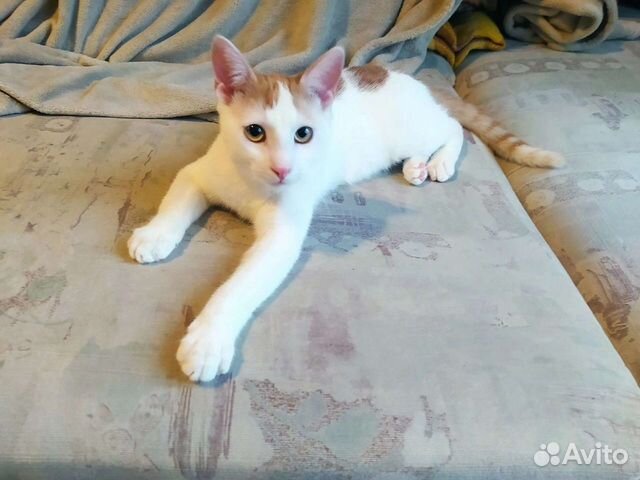 Котёнок