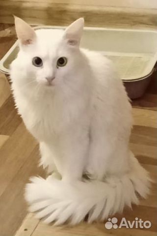 Кот белый ангорский остался без хозяйки