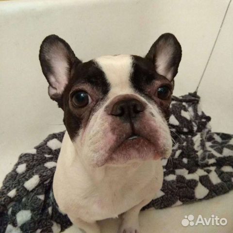 Французский бульдог