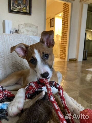 Чудесный ребенок ищет семью