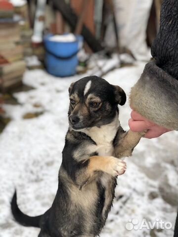 Крохотная собачка Майя ищет дом