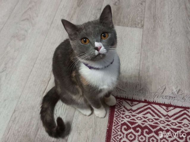 Молодая кошка