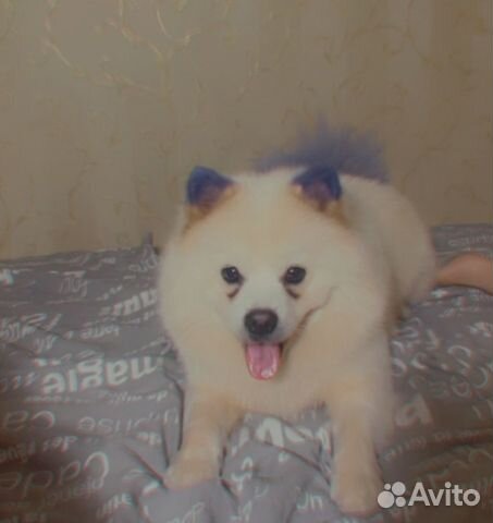 Немецкий шпиц кабел