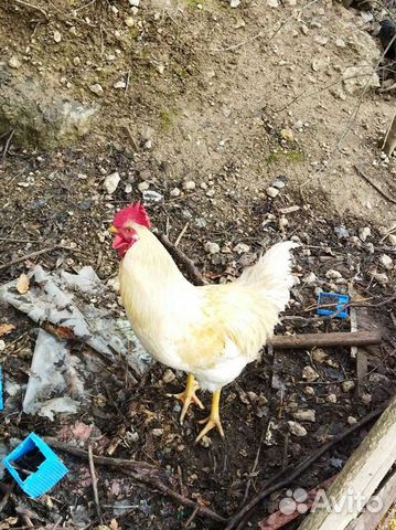 Продам петуха