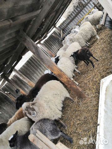 Овцы бараны