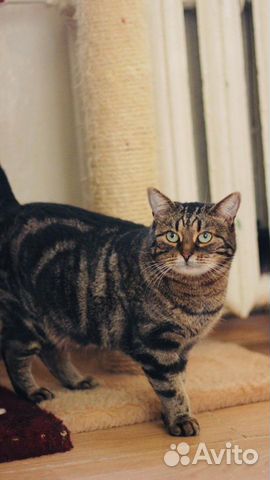 Кошки в добрые руки