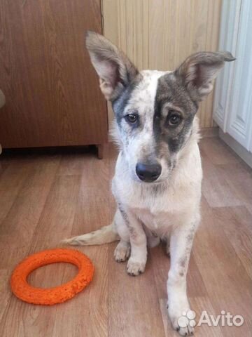 Крупный пёс в дар