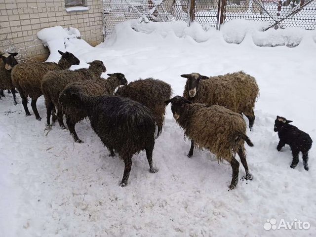 Овцы бараны