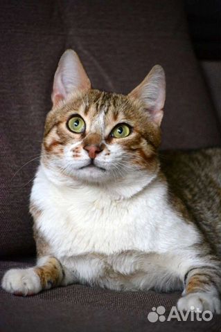 Кот Томас в добрый дом