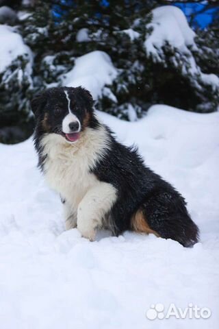 Австралийская овчарка, аусси, подросток