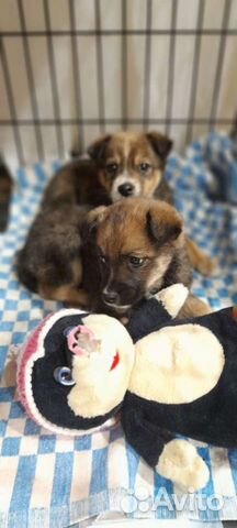 Щенульки мальчики ищут своих мам и пап