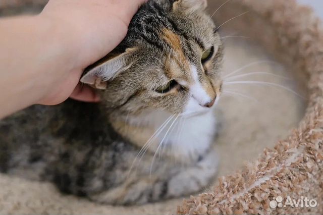 Особенная кошка нуждается в доме