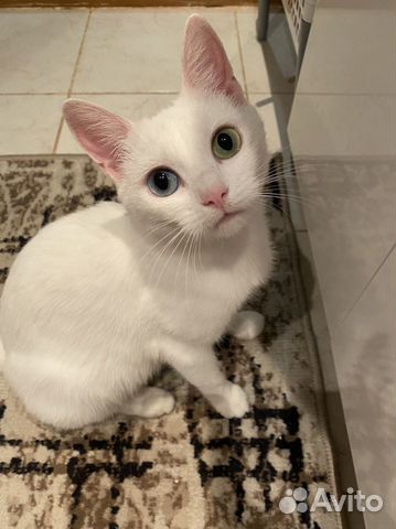 Ищем кота для случки