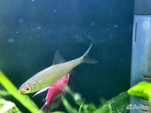 Малёк плотвы аквариумный в добрые руки