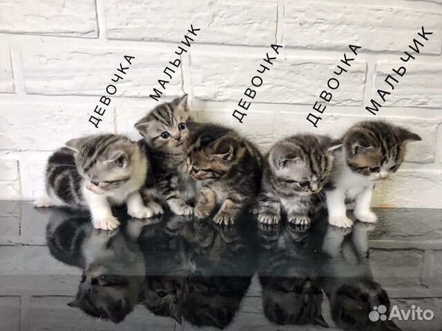 Британские котята