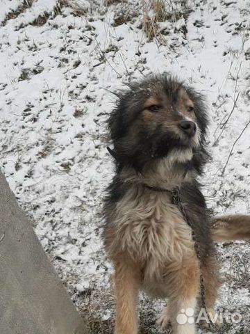 Собака животное друг