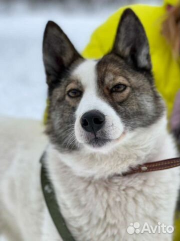 Красотка Белла метис лайки ждет семью