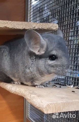 Шиншиллы в добрые руки