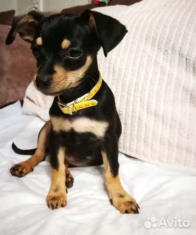 Той-терьер щенки