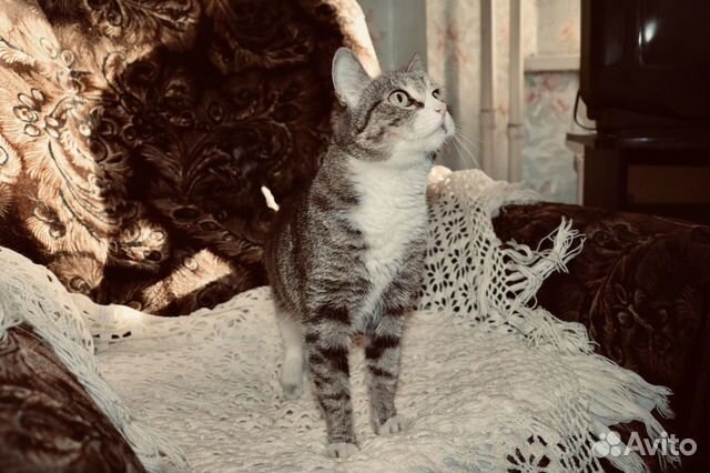 Кошка