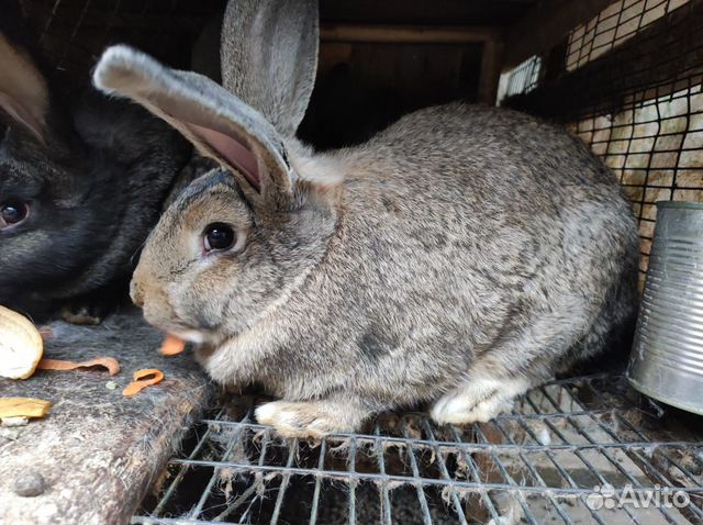 Великаны, помесь помеси нзб, калифорния