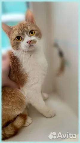 Клёпа ищет дом