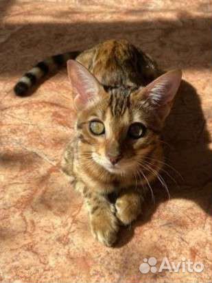 Бенгальская кошка