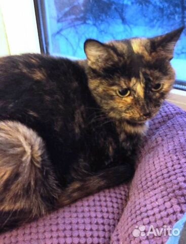 Трехцветная красотка в самые ответственные ручки